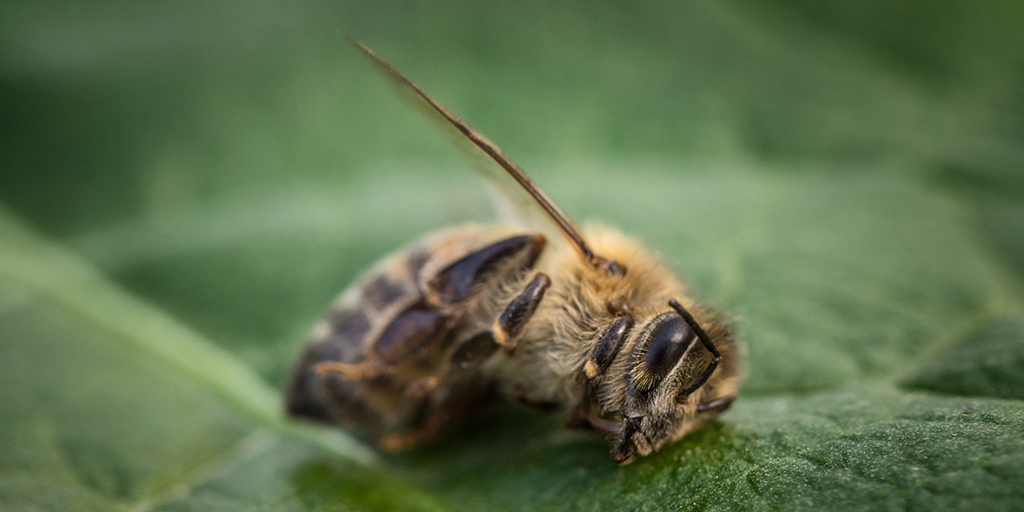 Qu’est-ce qui explique la disparition massive des abeilles aux États ...