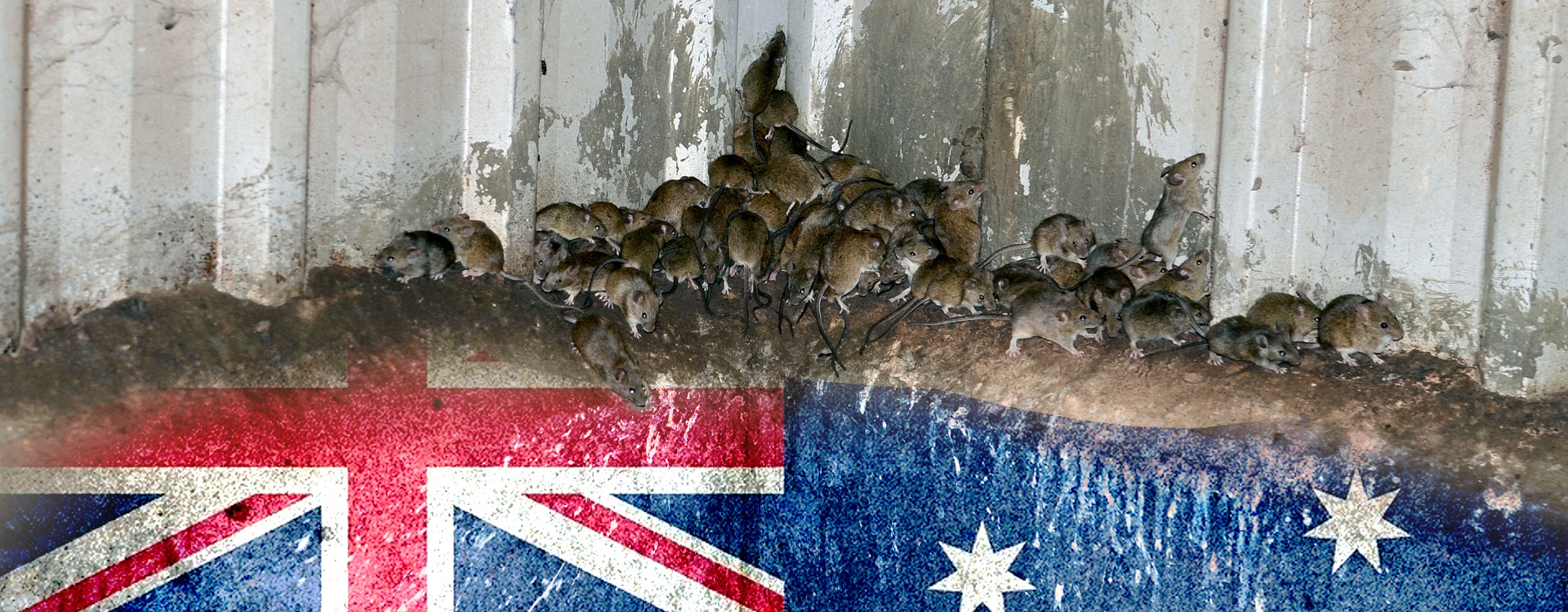 Le fléau des souris en Australie perdure | Le Monde de Demain