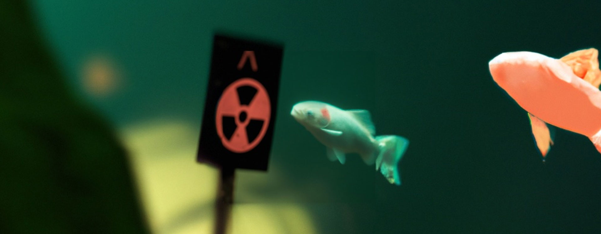 Le poisson radioactif du Japon | Le Monde de Demain