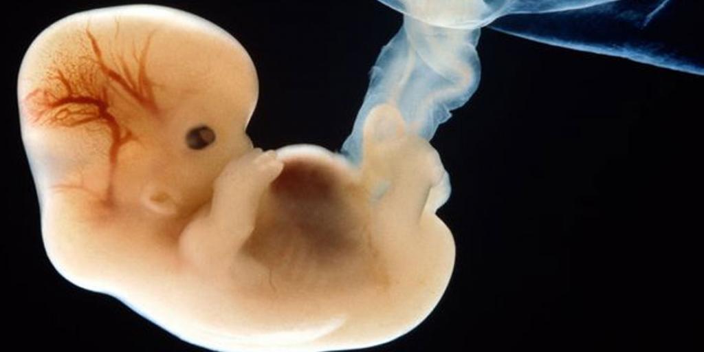 Tuer des embryons pour créer la vie ? | Le Monde de Demain